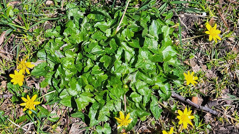 Look out for lesser celandine: New invasive plant added to state's ...
