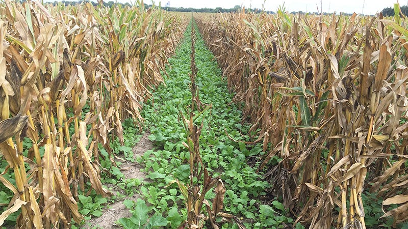 FBN, ADM regenerative agriculture program expansion taking root ...