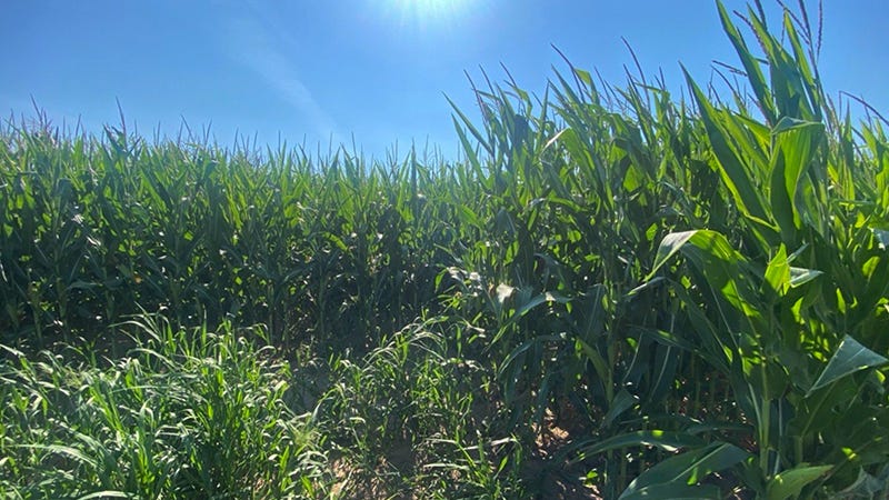 Managing tar spot in corn - Michigan Farm News