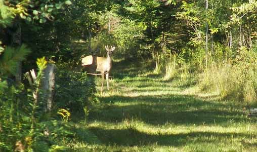 Millions available for conservation improvements but act fast ...