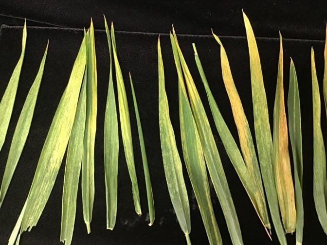 Terminating volunteer wheat vital to wheat streak mosaic virus ...
