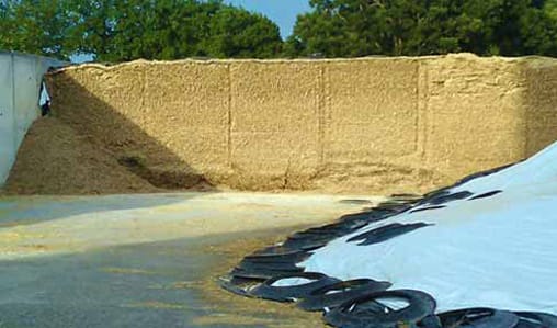 Proper bunker silo management key for high-quality forage - Michigan ...