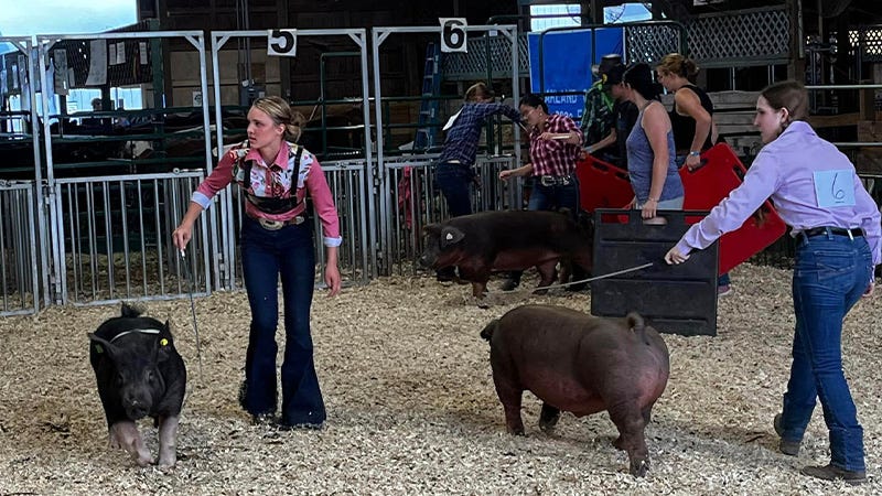 Rare human case of swine flu detected in Oakland County Fair exhibitor ...