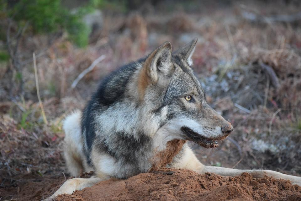 Results from 2022 wolf survey show population remains stable - Michigan ...