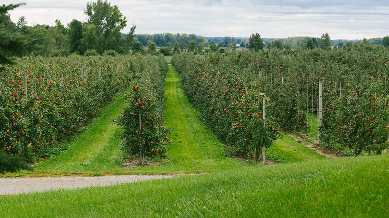Michigan apple growers to harvest 32 million bushels in 2023 - Michigan ...