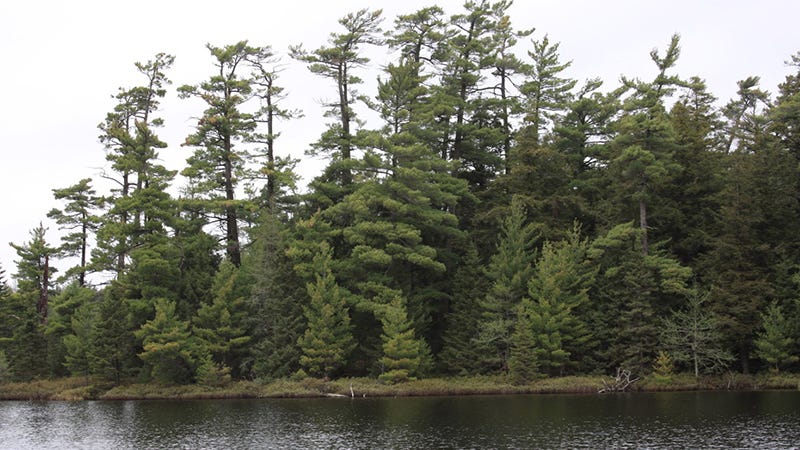 Researchers weigh how to protect nearly $19B of eastern white pines - Michigan Farm News