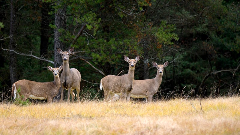 Apply for an antlerless deer hunting license now through Aug. 15 - Michigan Farm News