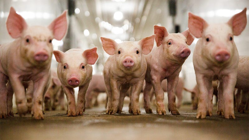'It’s a healthier pig' — PRRS-resistant pig debuted by PIC - Michigan ...