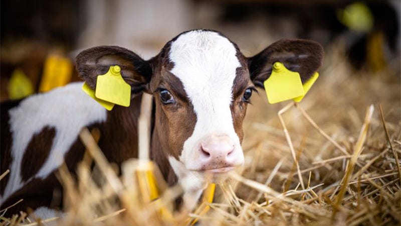 MSU to participate in the Great Lakes Regional Dairy Conference slated ...