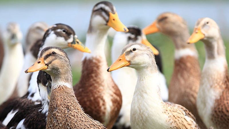 Avian influenza concerns prompt poultry import ban on France, EU ...