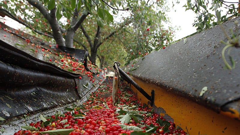 Michigan cherry growers call 'checkmate' on Turkey imports - Michigan ...