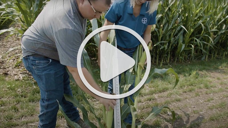 Bayer’s short stature hybrids are 'smart corn' - Michigan Farm News