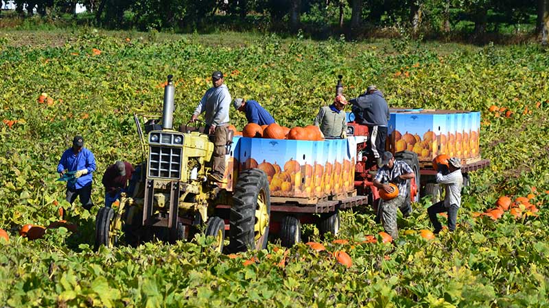 Overcoming ag's labor pain: Time to diversify your workforce source(s ...