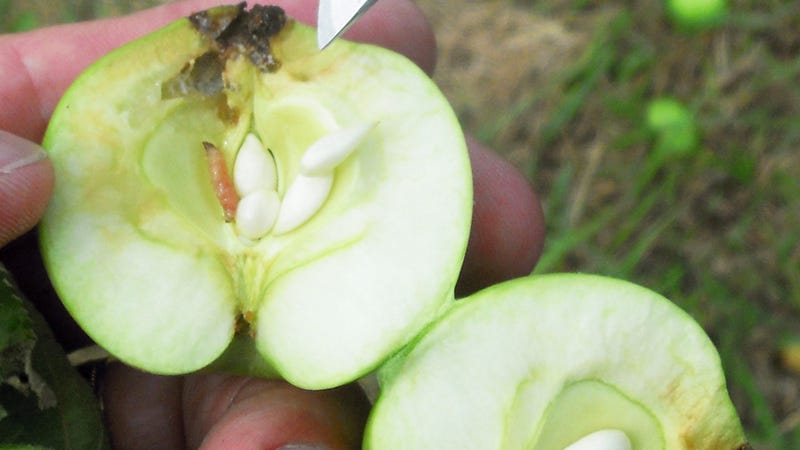 New insecticide offers 20% better protection against codling moth in apples - Michigan Farm News