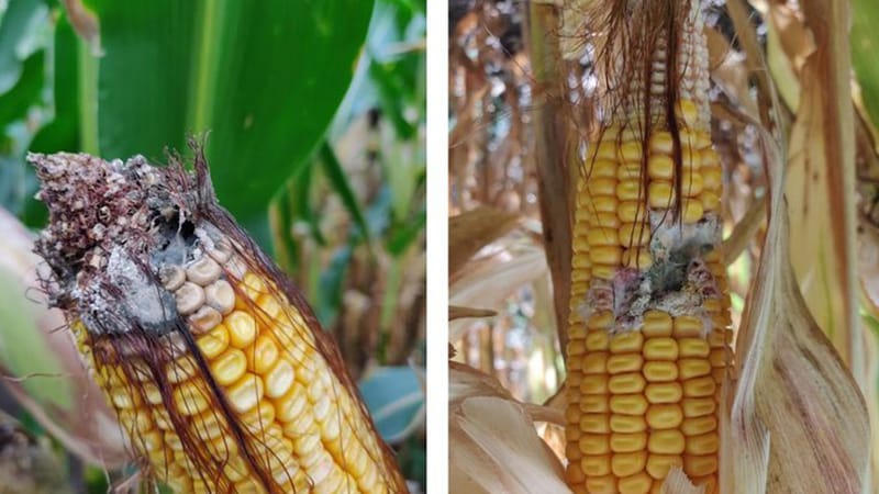 Mycotoxins study in Michigan corn silage: Status and lessons learned ...