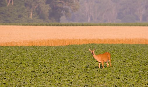 Protecting farm feed from deer - Michigan Farm News
