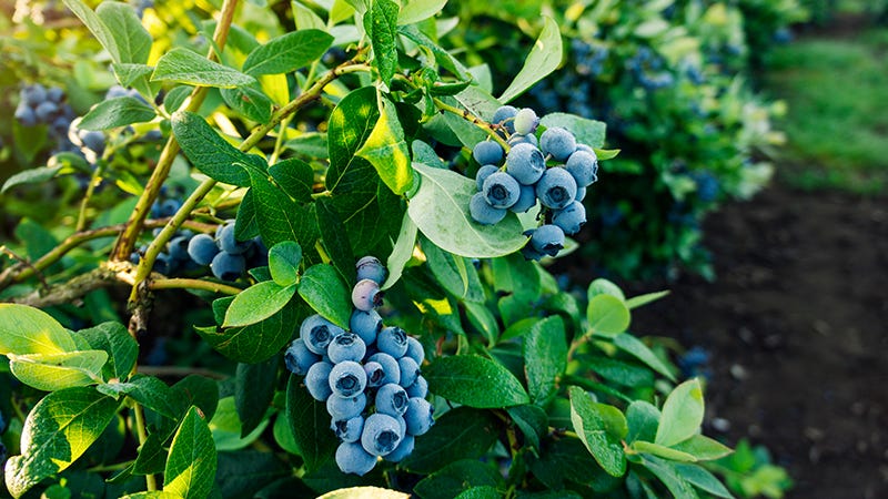 Farm Bureau members appointed to Michigan blueberry and tree fruit ...