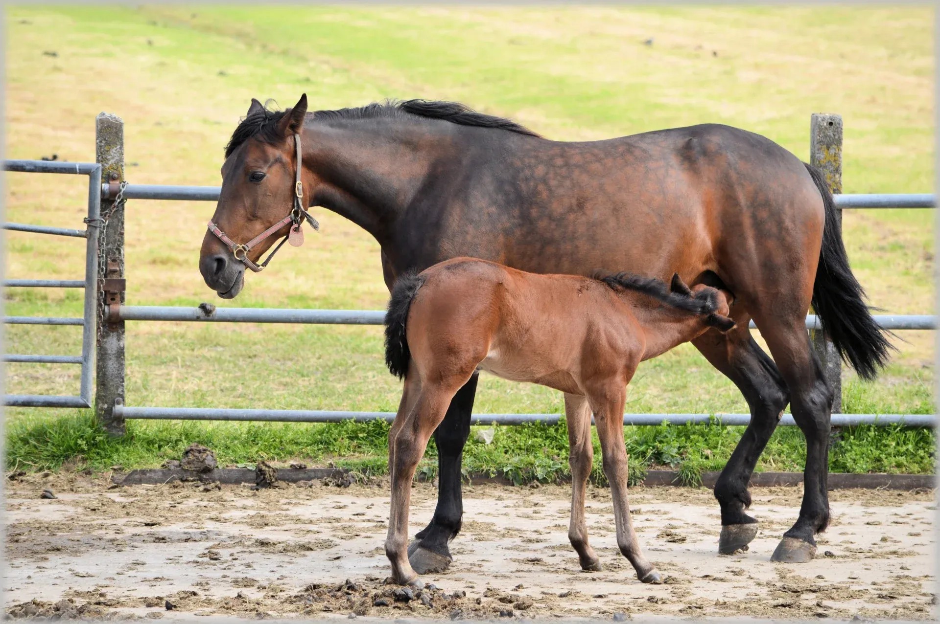 Foal care priorities — the first steps to a healthy life - Michigan ...