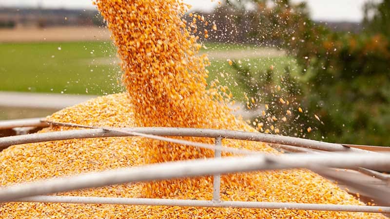 Mexico aims for deal with U.S. on biotech corn ban - Michigan Farm News