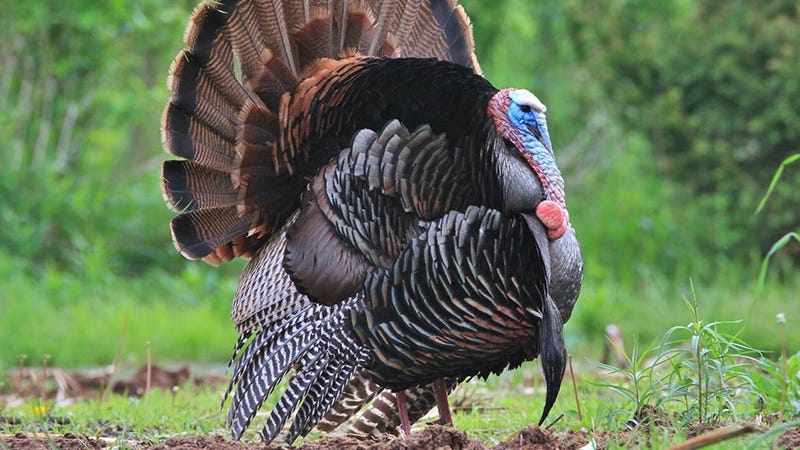 Fall turkey application period open now - Michigan Farm News