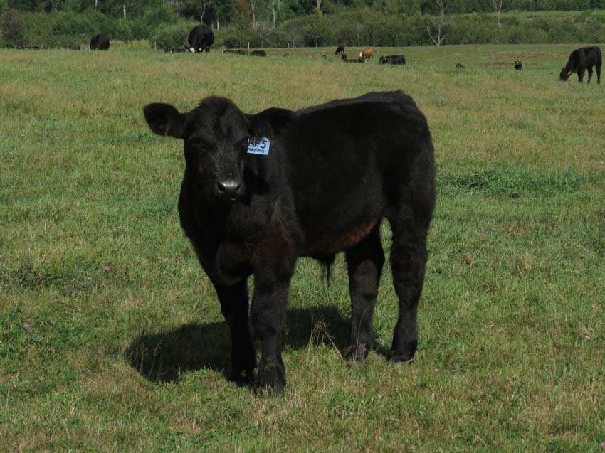Understanding U.S. beef demand - Michigan Farm News