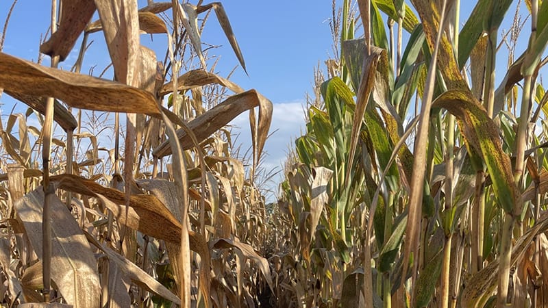 What’s your corn field hiding? - Michigan Farm News
