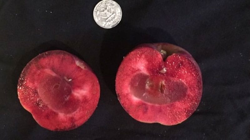 Red-fleshed apples could keep Michigan cider makers in the black ...