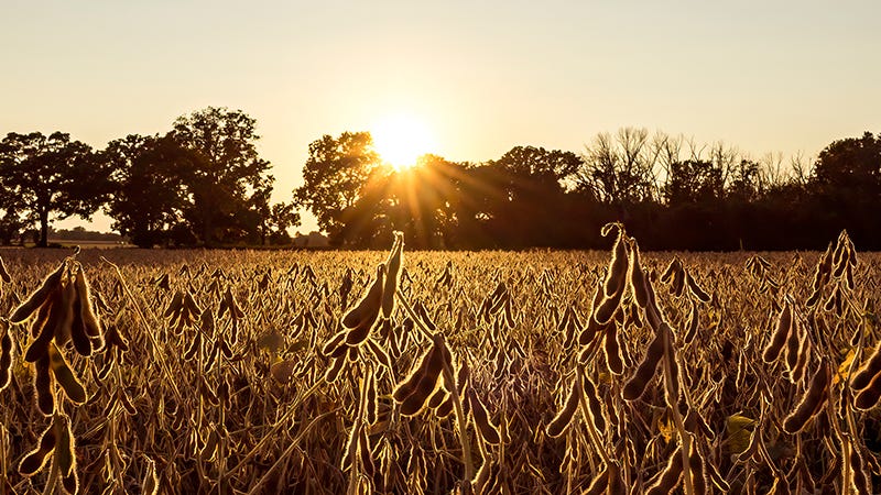 Rough road for row crops: Cost-price squeeze leaves farmers in the ...