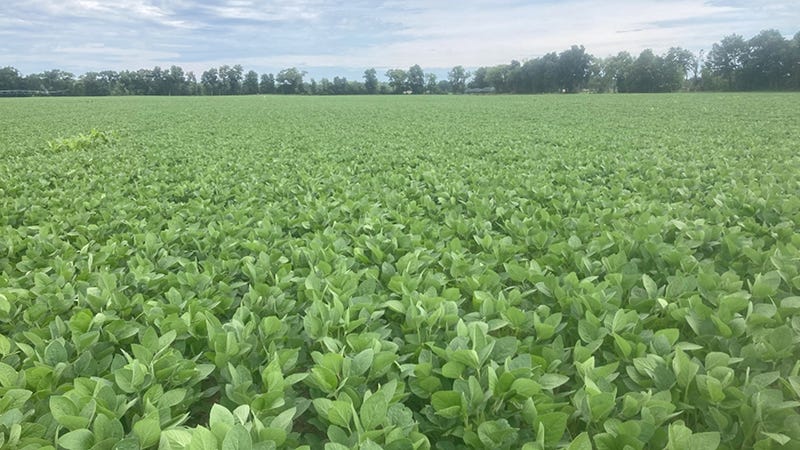 Michigan crops hold strong through storms, wheat harvest hits halfway ...