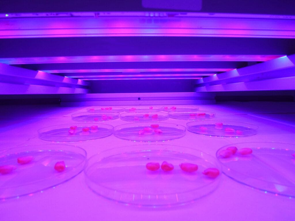Can UV light treatment unlock yield potential in corn and soybean seeds ...