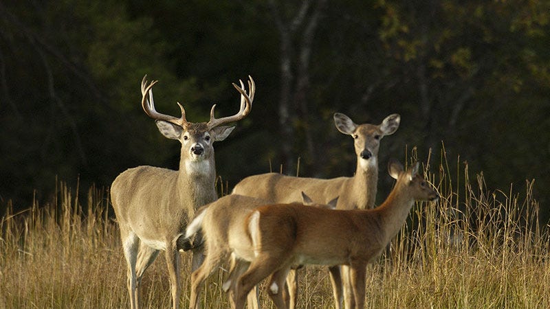 Proposed DNR Deer Regulations Seeks Overhaul Of Antlerless Licensing proposed-dnr-deer-regulations-seeks-overhaul-of-antlerless-licensing