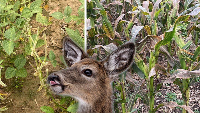 Deer hunters wanted: Farmers say ‘crop damage is out of control ...