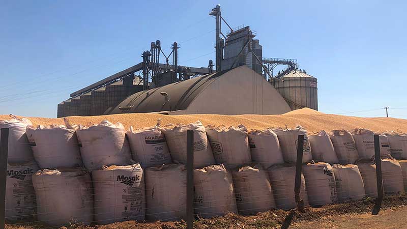 Brazil harvesting record second corn crop as prices plummet and sales ...