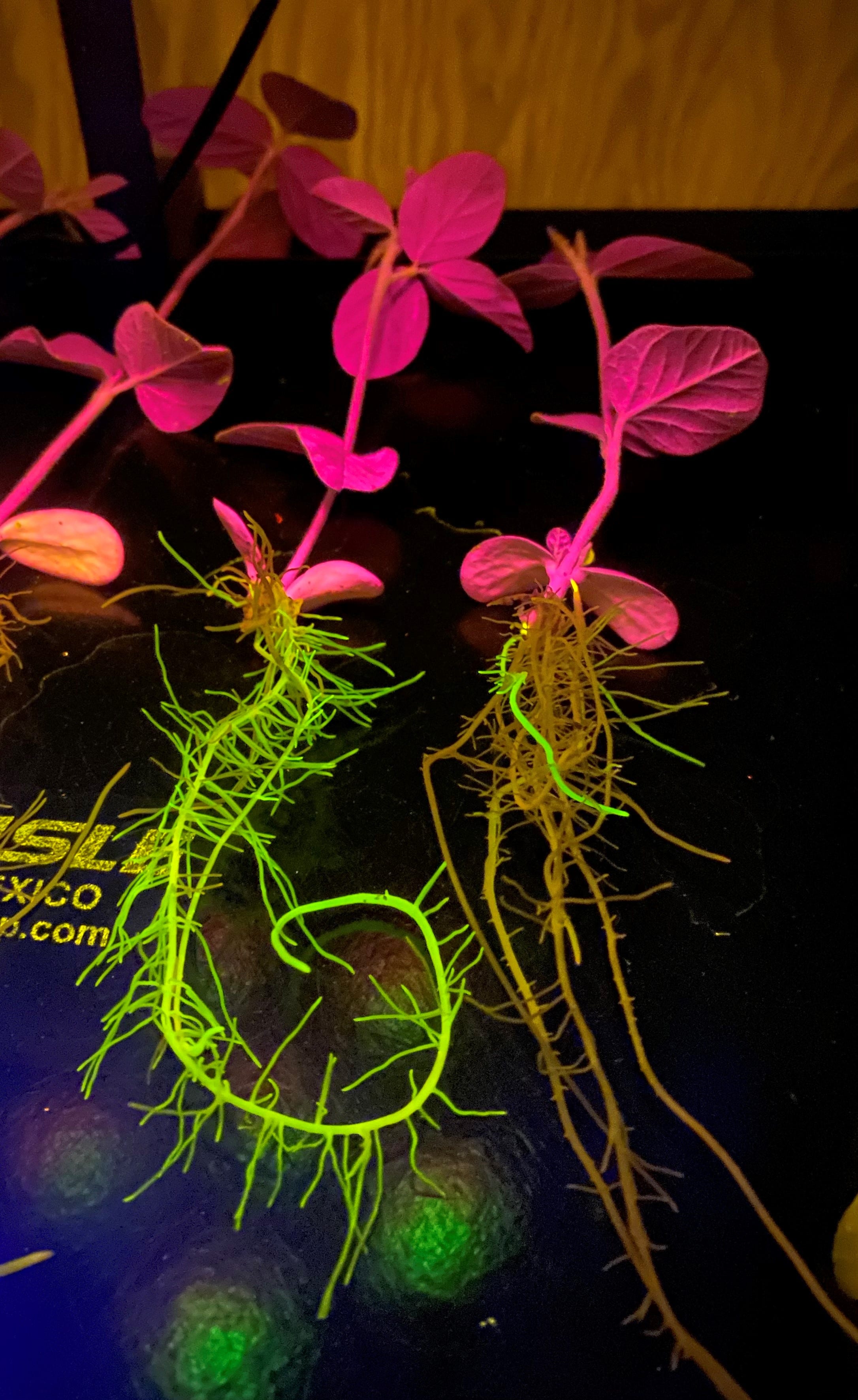 Gene editing and 'composite plants' the latest tool to combat SCN ...