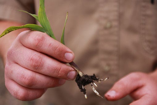 Corteva, Monsanto sign licensing agreement on corn insect control ...