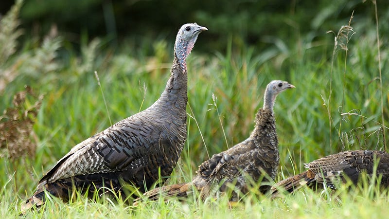 DNR launches 2025 wild turkey brood survey - Michigan Farm News