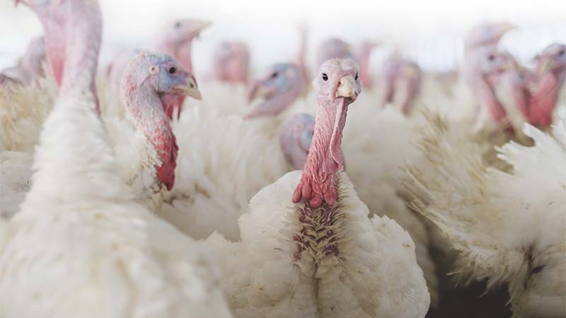 Michigan poultry producers on high alert as avian influenza spreads ...