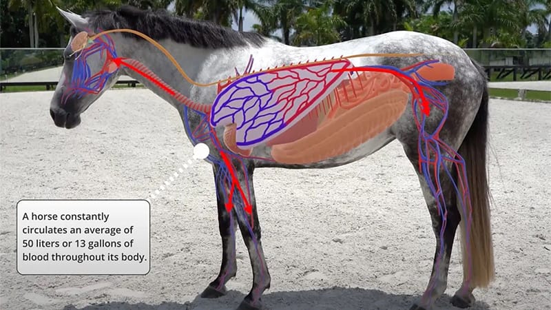 The importance of circulation — the river of life for your horse ...