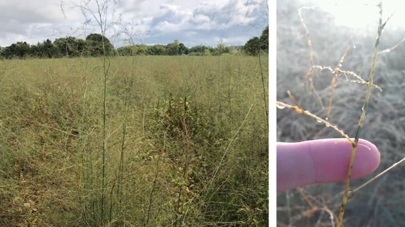 Tackling asparagus beetle after harvest - Michigan Farm News
