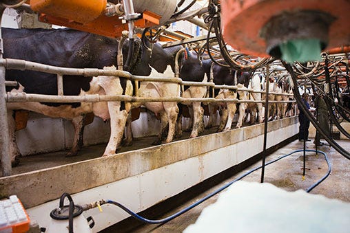 Dairyland Laboratories Inc. and Northwest Labs LLC Collaborate on Feed ...