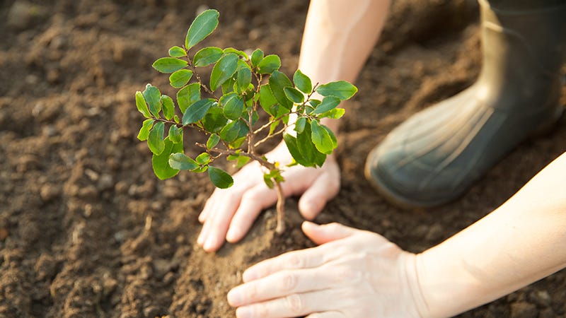 There's still time to apply for community tree planting grants ...