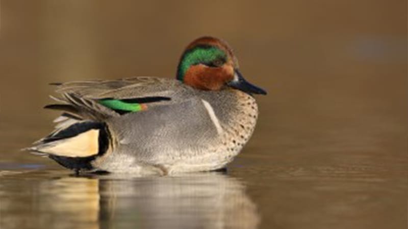 Waterfowl hunting seasons begin Sept. 1 - Michigan Farm News