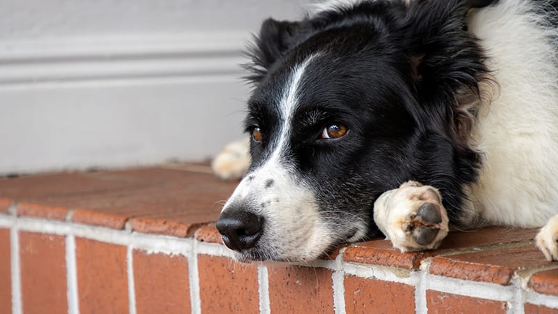 Virus identified after 60+ dog deaths in Michigan - Michigan Farm News