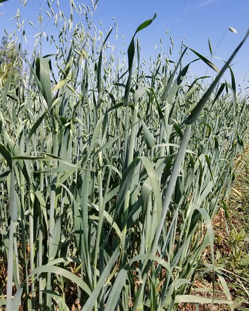 Last-minute emergency forage planting options - Michigan Farm News