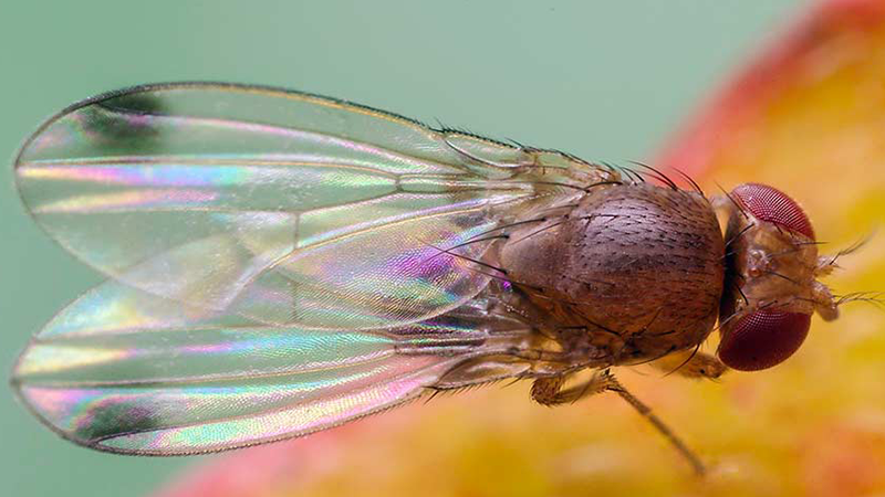 MFB recommends release of insect to control spotted-wing drosophila ...