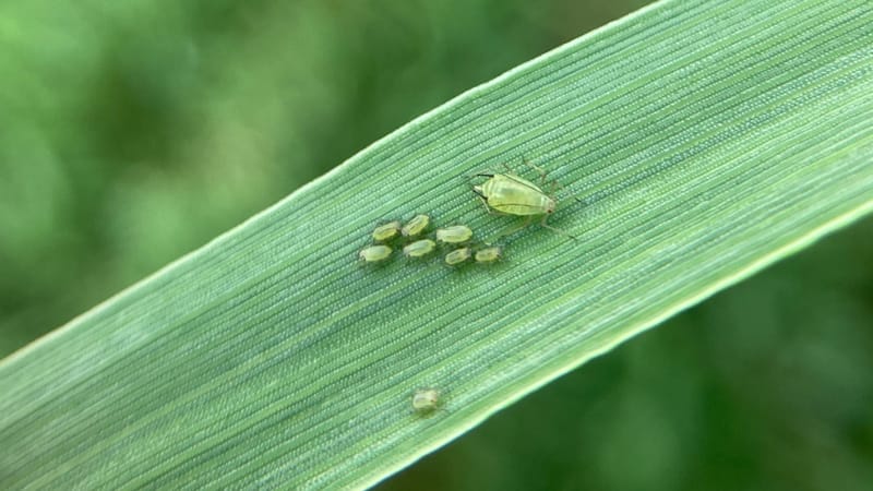 Register now for MSU's Integrated Crop and Pest Management Update for ...