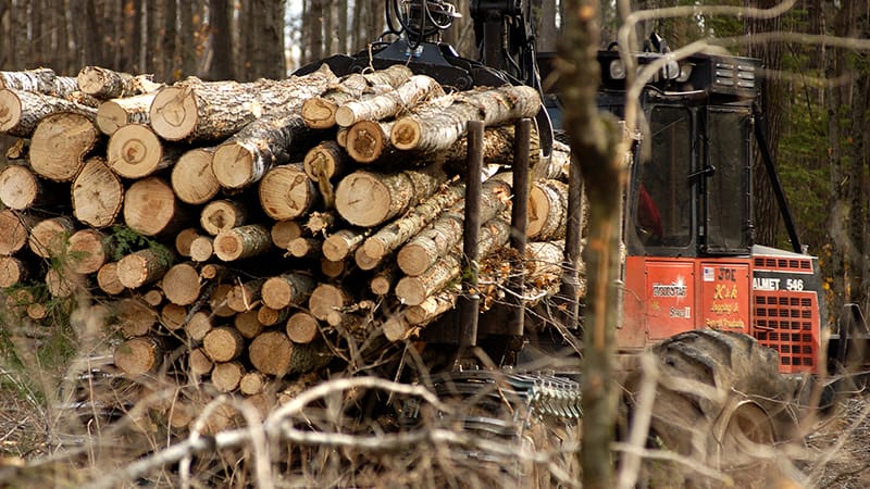 Cutting trees and red tape: USDA investing $200M to expand timber ...