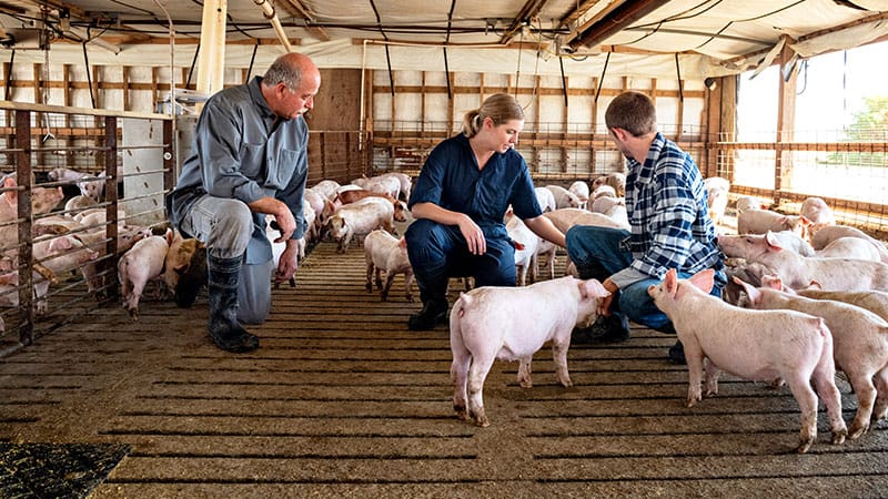 MRSA risk 15 times higher for swine farmworkers - Michigan Farm News