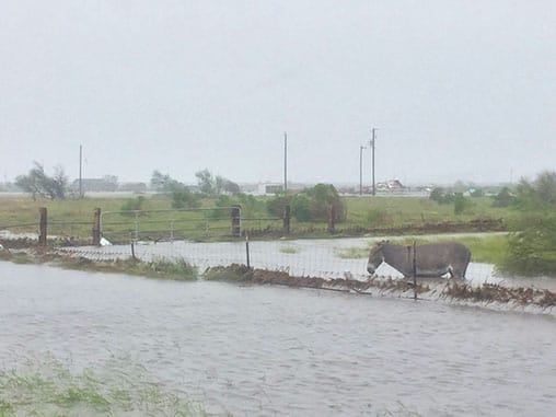 Eye on Harvey - Michigan Farm News