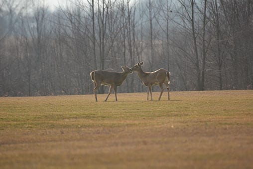 DNR, MSU collaborate on deer movement study - Michigan Farm News
